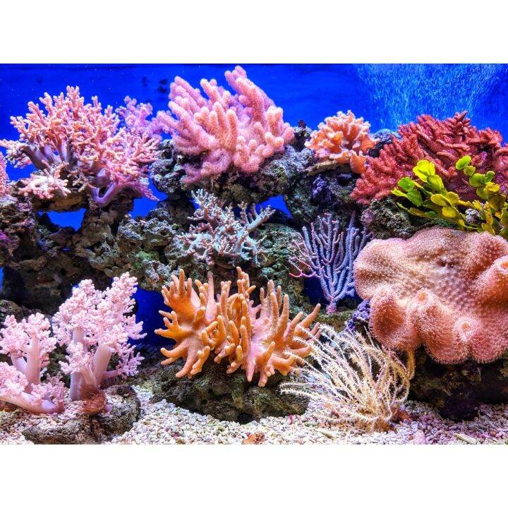 WALPAPER BIGRON GAMBAR AQUARIUM | Lazada Indonesia