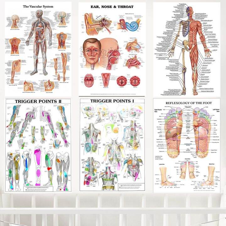 Human Body science school education TRIGGER POINTS CHART INFORMATIONAL ...