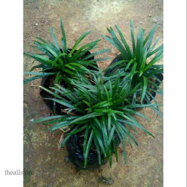 Tanaman hias kucai mini - Pohon kucai mini - Tanaman pengganti rumput ...