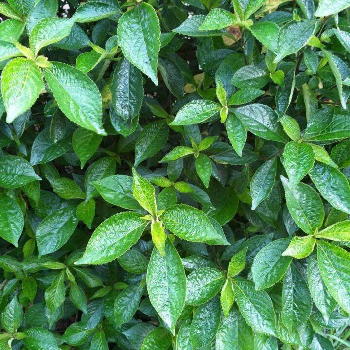 Daun kaca beling - daun pecah beling 1/2 Kg | Lazada Indonesia