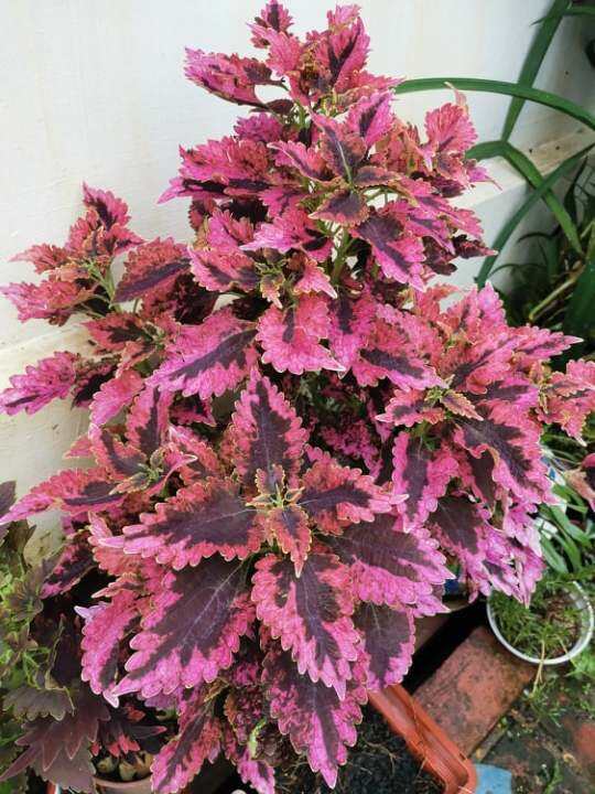 AT01_Bunga Ati-Ati (1 stem cutting without roots/支条) | Lazada