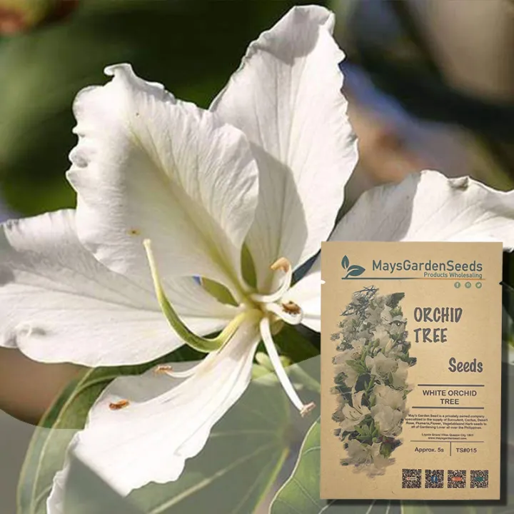 White Orchid Tree Seeds, Alibangbang Tree, Butterfly Tree, Tree Seeds ...