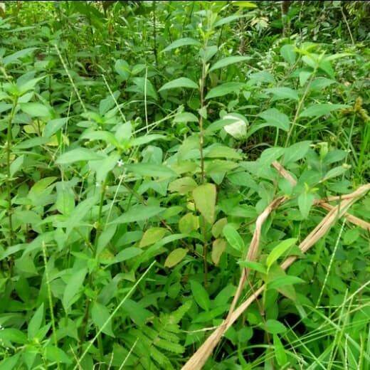 HERBAL DAUN SIDAGURI ORGANIK 1KG JENIS JANTAN ORIGINAL 100% SADAGORI ...