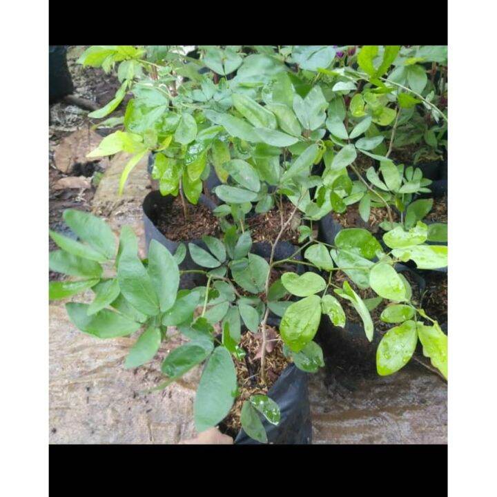 readystok Tanaman Kaliandra Tanaman Kaliandra Bunga Merah | Lazada ...