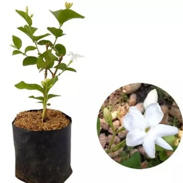 tanaman hias melati yasmin / tanaman bunga melati yasmin / pohon bunga ...