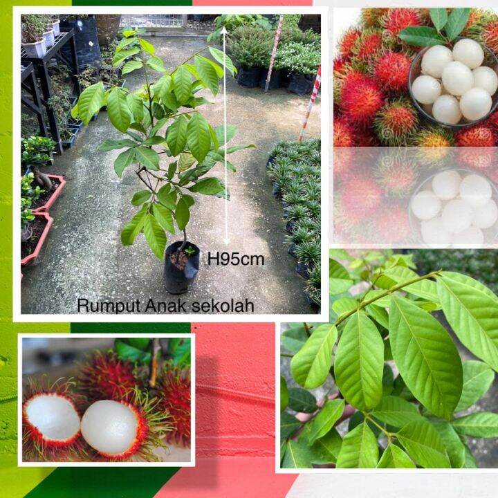 POKOK BUAH-RAMBUTAN ANAK SEKOLAH 95CM (1028) 红毛丹树 | Lazada
