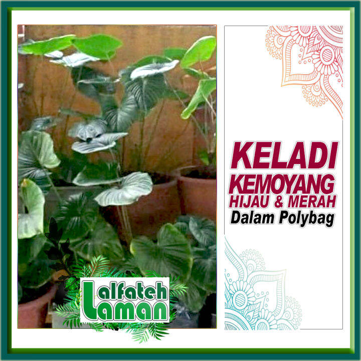 Keladi Kemoyang | Lazada