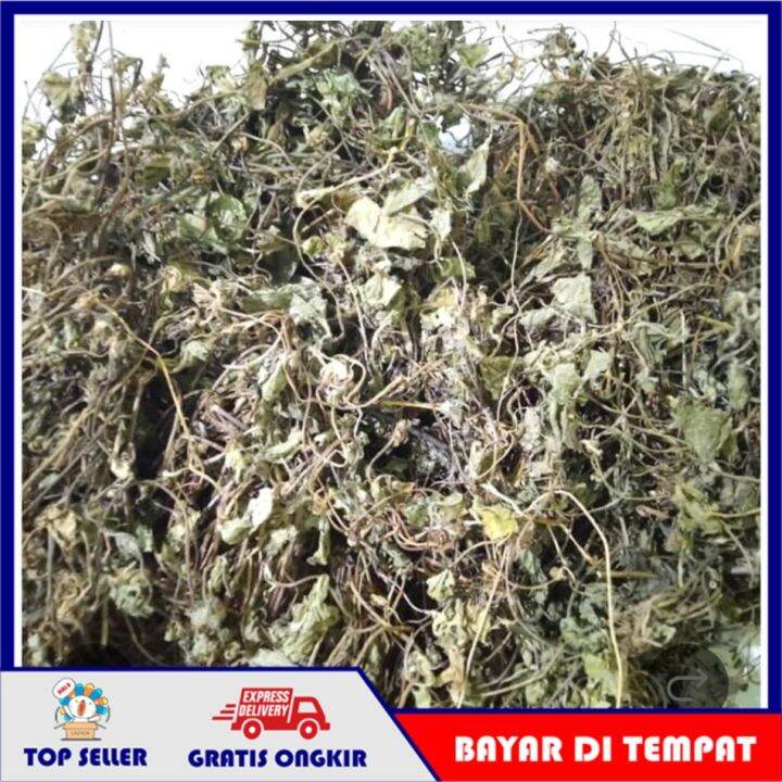Jamu Herbal Tradisional Daun Pegagan Kering 500gr - Daun Antanan - Daun ...