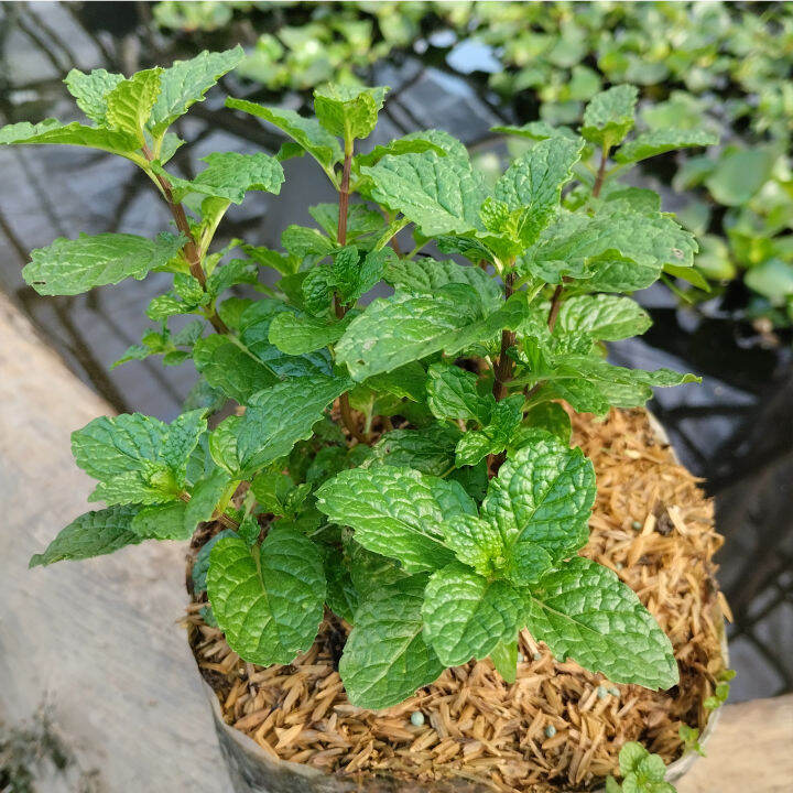 Pohon Mint Daun Peppermint Daun Mint | Lazada Indonesia