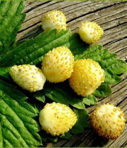 50 Seeds (buy 2 get 1 free) Alpine Strawberry Yellow Planting Wild Rare ...