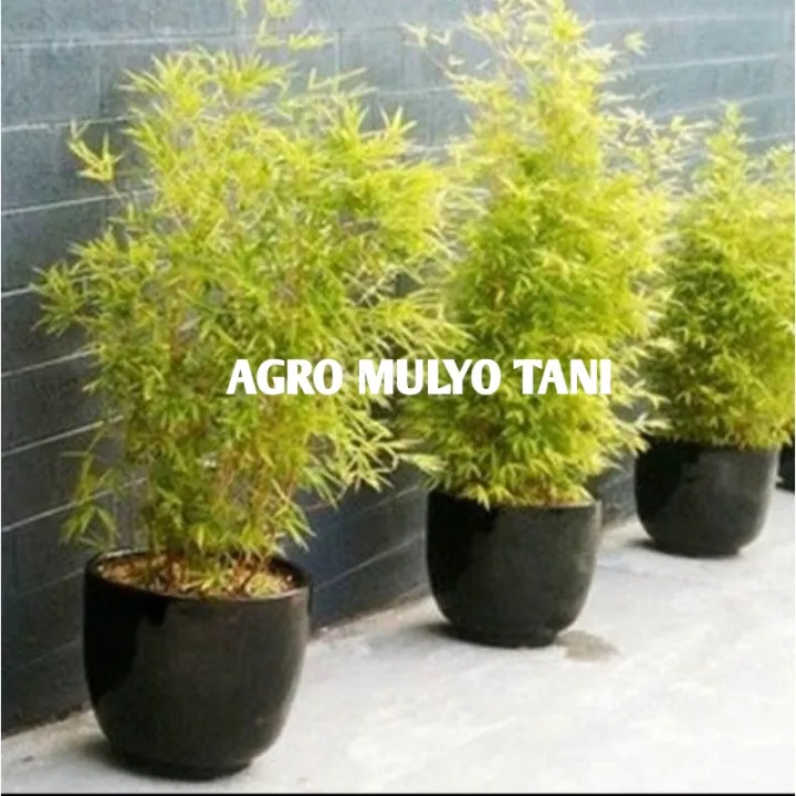 bambu kuning mini | Lazada Indonesia