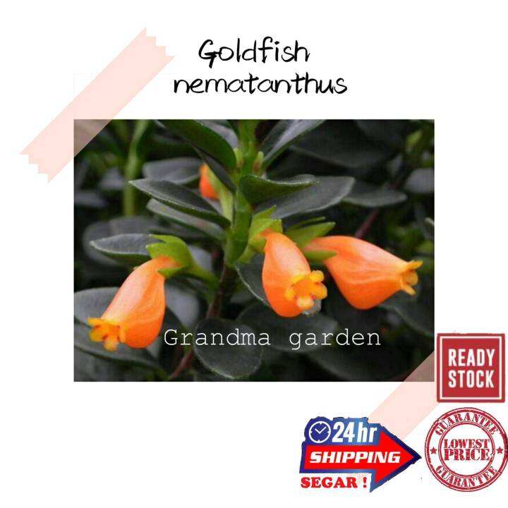 (GG real plant) goldfish nematanthus ^ pokok bunga hidup hiasan rumah ...