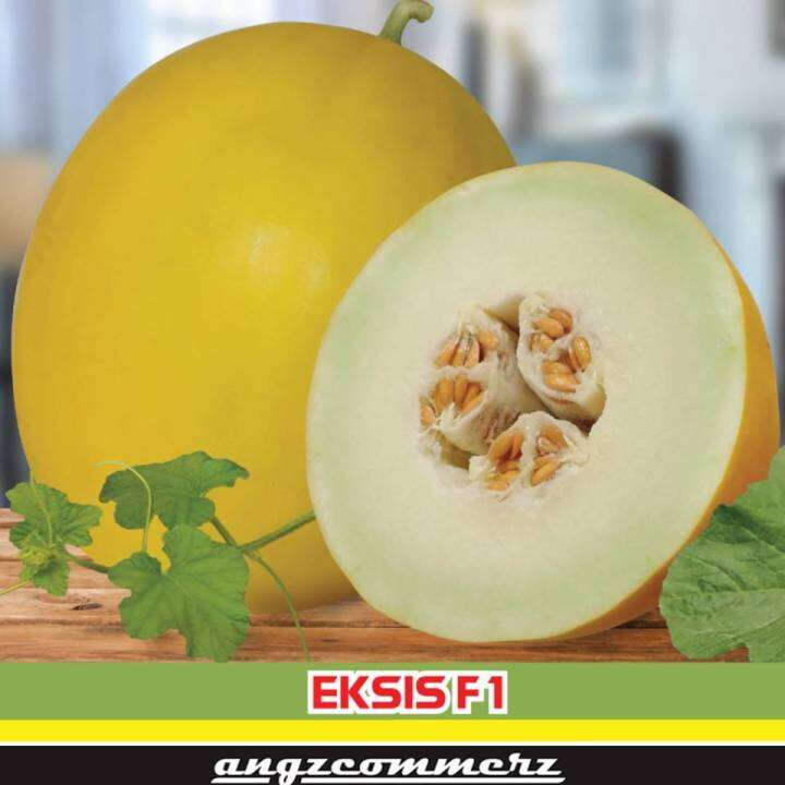 BINTANG ASIA Melon Kuning Eksis F1 5 Seeds | Lazada Indonesia