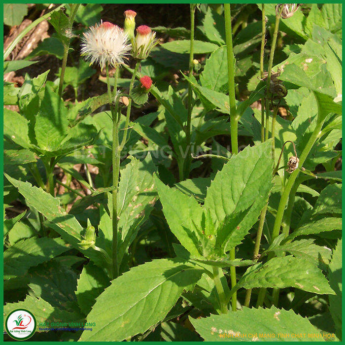 Hạt giống rau Kim Thất (rau Tàu bay) TN 2 - 1g, hiệu Trang Nông chất ...