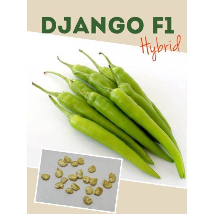 SILING HABA Django F1 Hybrid (20 seeds) Hot Pepper Panigang Seeds East ...