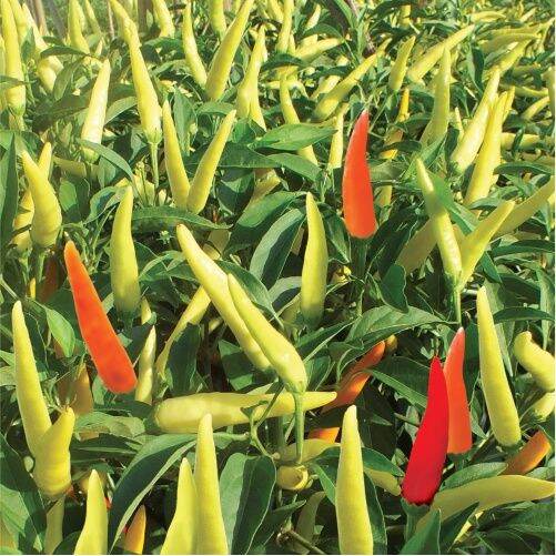 25 Bibit Cabe Rawit Setan Hibrida Lentera Benih Cabai Rawit Merah Super ...