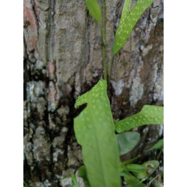 Bibit Tanaman Pakis Rambat Paku Hutan Langka Koleksi | Lazada Indonesia