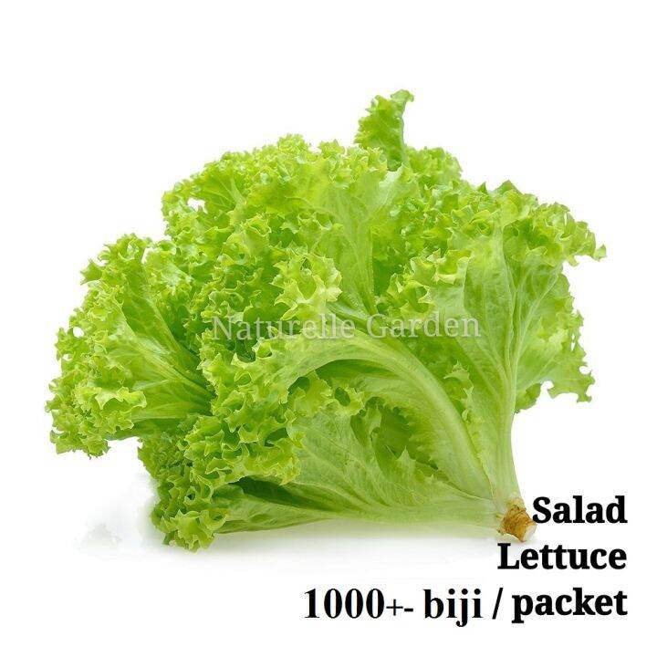 Benih Sayur Salad Lettuce Seed Benih Sayur Vegetable Seed 1000 biji per ...