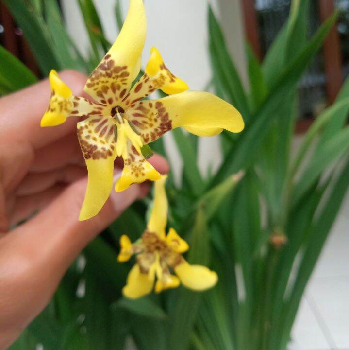 tanaman hias airis bunga kuning(3pohon),siap berbunga,, | Lazada Indonesia