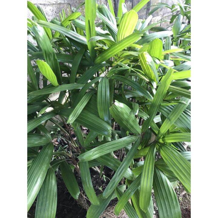 Rhapis excelsa/ broadleaf lady palm | Lazada PH