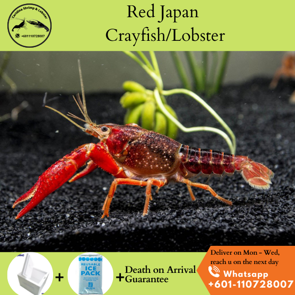 Red Japan/Red Swamp/Scarlet Lobster/Crayfish (PROCAMBARUS CLARKII) | Lazada