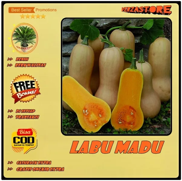 biji benih tanaman labu madu /5 biji | Lazada Indonesia