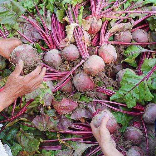 Biji Benih Ubi Bit Merah (It's a seed, not a plant!)/Beetroot Seeds ...