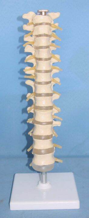 Package mail body 1:1 thoracic model of human body skeleton skeleton ...