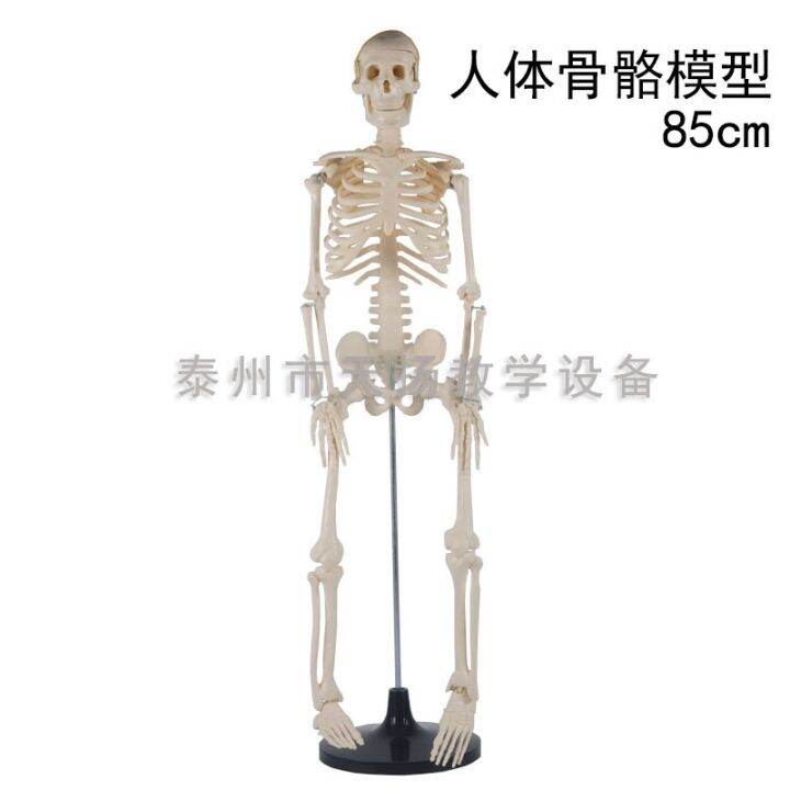 Human body skeleton model 85 cm human anatomy model biological medical ...