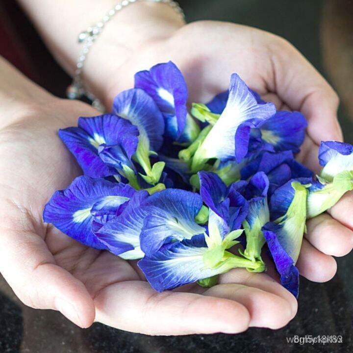 buy one get one free，50 seeds (not plants) Blue Butterfly Pea Viola ...