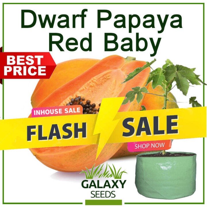 [Galaxy Seeds] Value Pack - Bonsai Papaya Seeds for Planting Vegetable ...