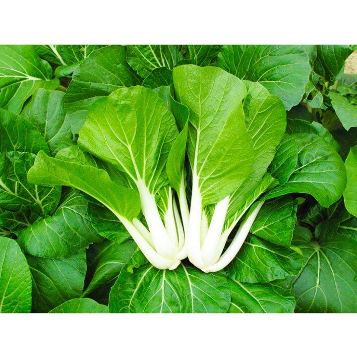 Buy One Get One Free Local Ready Stock（Not A Plant）Cabbage Seeds - 50 ...