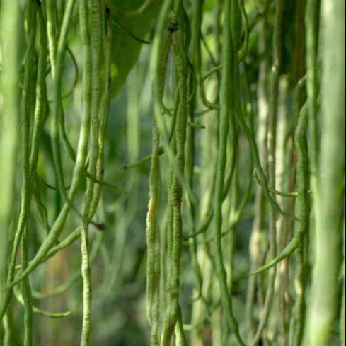 M&A PHC (30 seeds) Sitaw Long Variety String Beans Seeds Sitaw Seeds ...