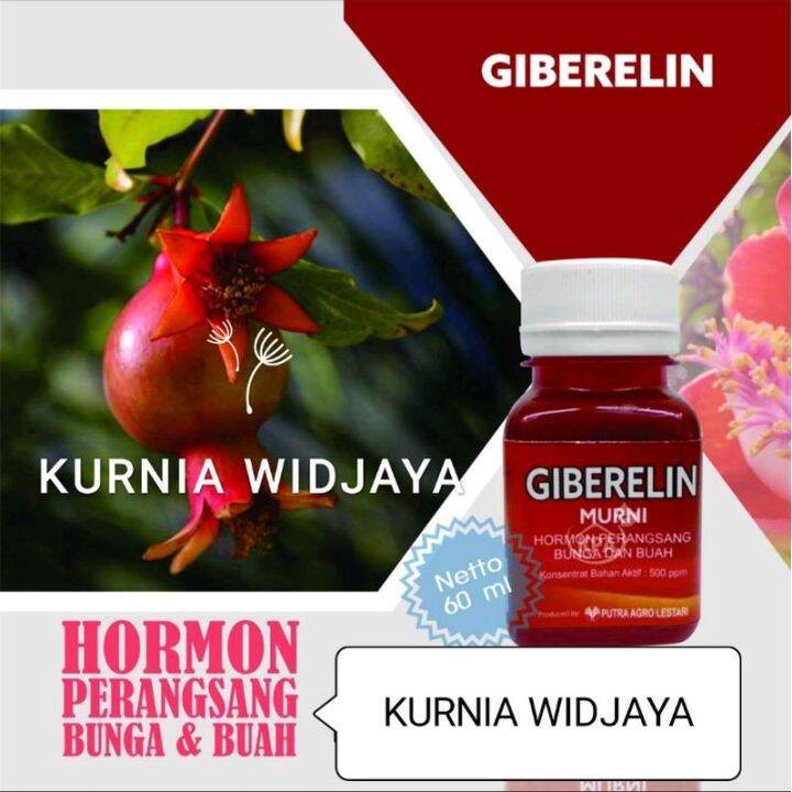 Hormon Giberelin Tanaman hormon ZPT geberelin hormon untuk pertumbuhan ...