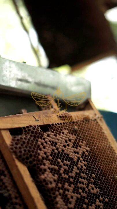 Madu Lavi Nektar Bunga Multiflora 500gram Real honey Bee | Lazada Indonesia