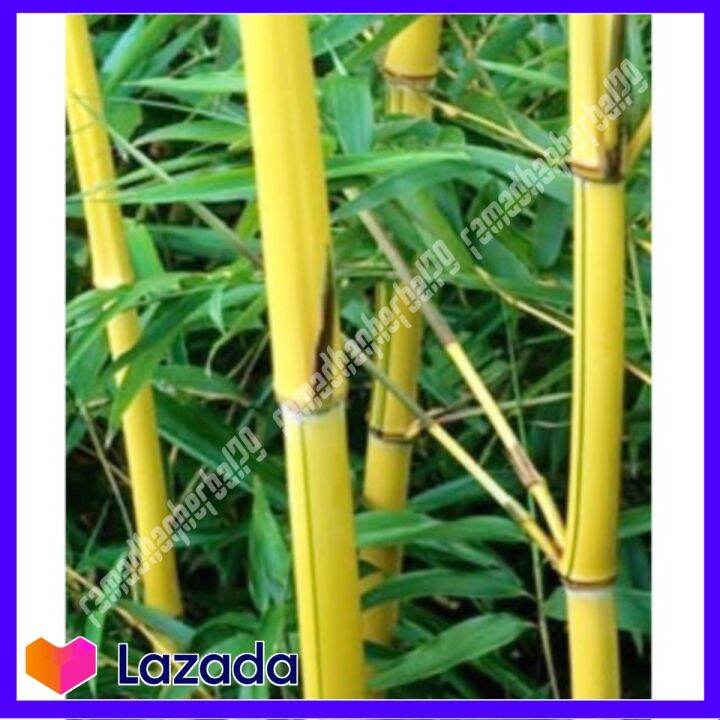 Bambu kuning penangkal setan Bambu kuning asli Bambu kuning mini asli ...