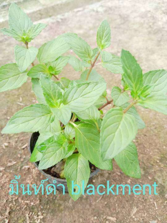 ต้นมิ้นต์ดำ black mint กระถ่าง4นิ้ว มิ้นต์ดำกลิ่นหอมมาก | Lazada.co.th