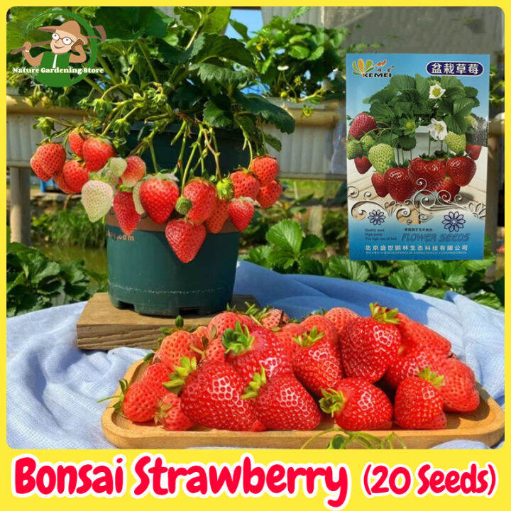 Fresh Bonsai Strawberry Seeds for Planting (20 Seeds) High Yield Potted Strawberry Seeds Fruits ...