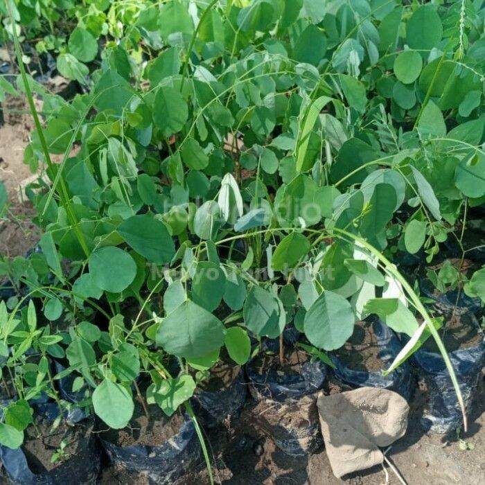 Bibit tanaman pohon sono - sono keling | Lazada Indonesia