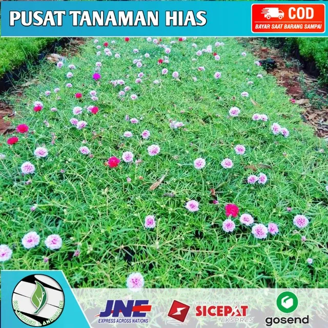 Tamanan hias sutra bombay-bunga hidup-tanaman hidup | Lazada Indonesia