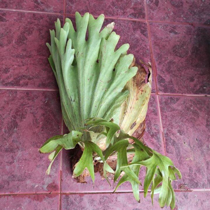 Tanduk Rusa Sumatera | Lazada Indonesia