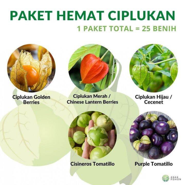 PAket HEmat Benih Ciplukan Tomatillo All Variant Seeds (25 Biji) Paket ... PAket HEmat Benih Ciplukan Tomatillo All Variant Seeds (25 Biji) Paket ...