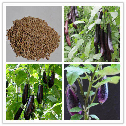 biji benih terong ungu super | Lazada Indonesia