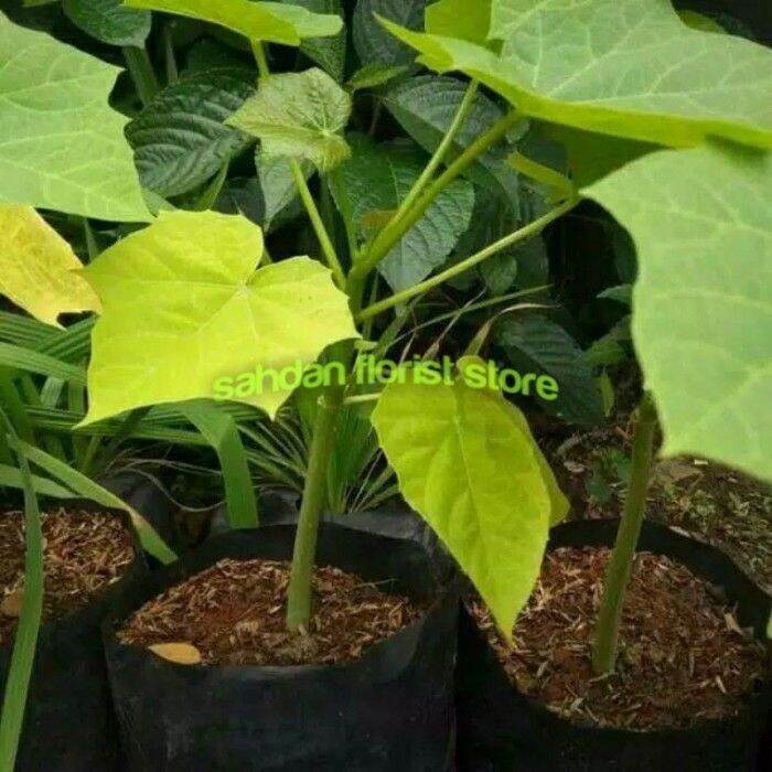 bibit pohon jarak pagar - tanaman buah jarak - tanaman herbal - jarak ...