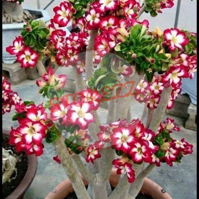Bibit tanaman hias kemboja adenium bunga tumpuk /merah putih | Lazada ...