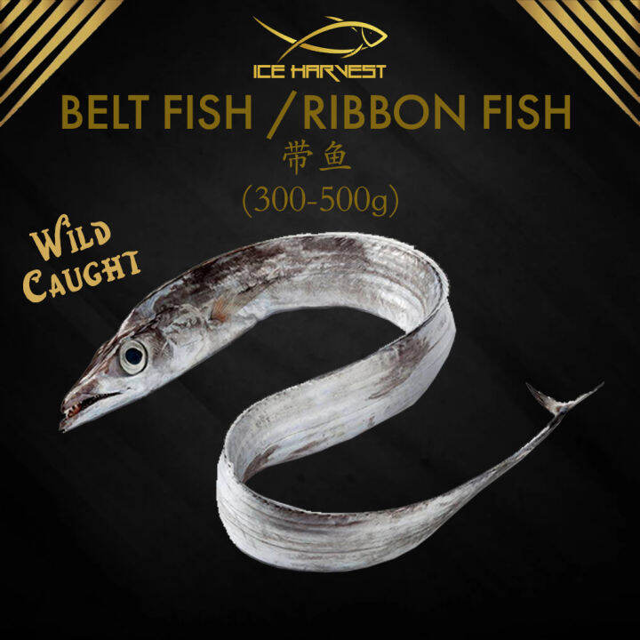Belt Fish Ribbon Fish 300 - 500g 10kg/CTN Wild Caught Fresh Frozen 带鱼 | Lazada Singapore