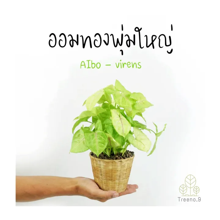 Treeno.9 T18 ออมทองพุ่มใหญ่ กระถาง 6 นิ้ว (AIbo – virens) สูง 25-30 cm ...