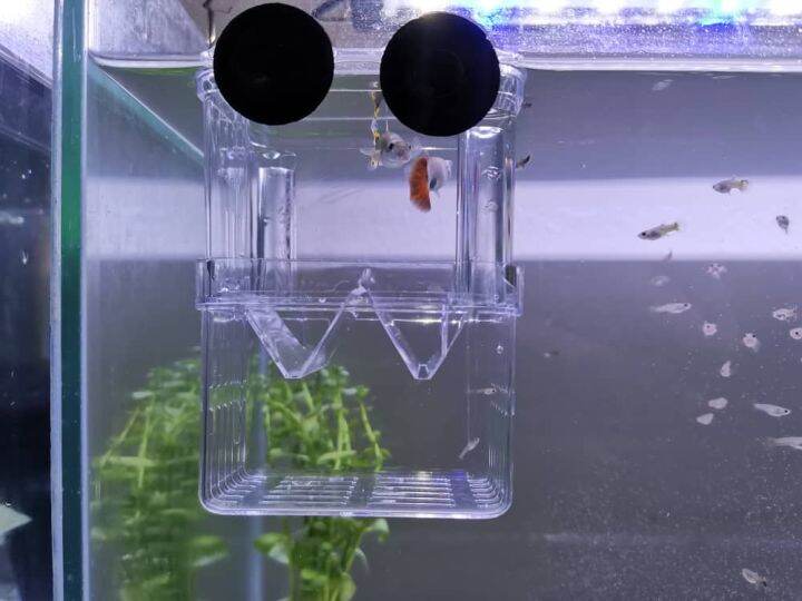 Fish Tank Incubator Breeding Box Acrylic Isolation Box Hatching Box ...