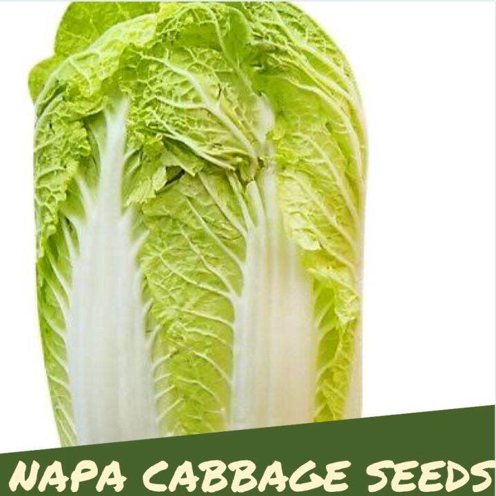 20 Seeds Napa Cabbage/Pechay Baguio/Chinese Cabbage Vegetable | Lazada PH