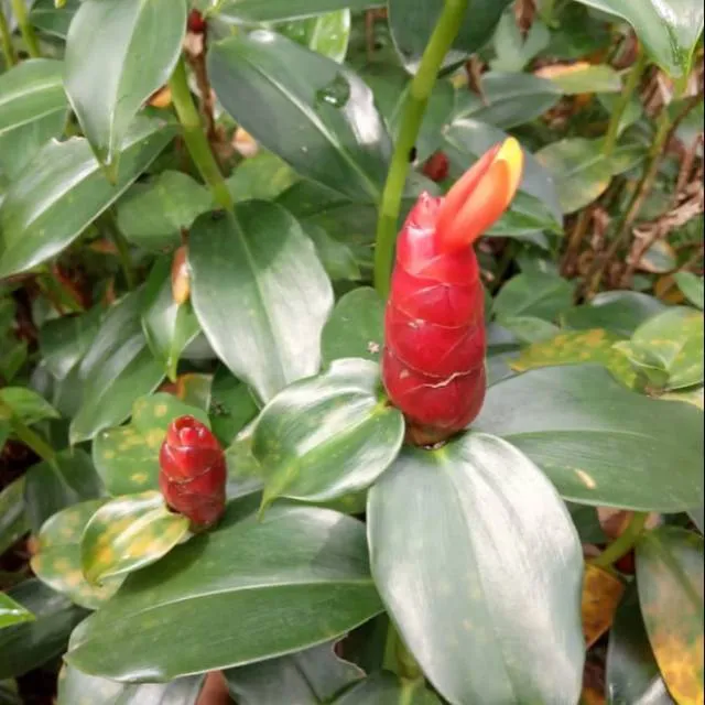 Tanaman hias bunga pacing pentul bunga merah | Lazada Indonesia